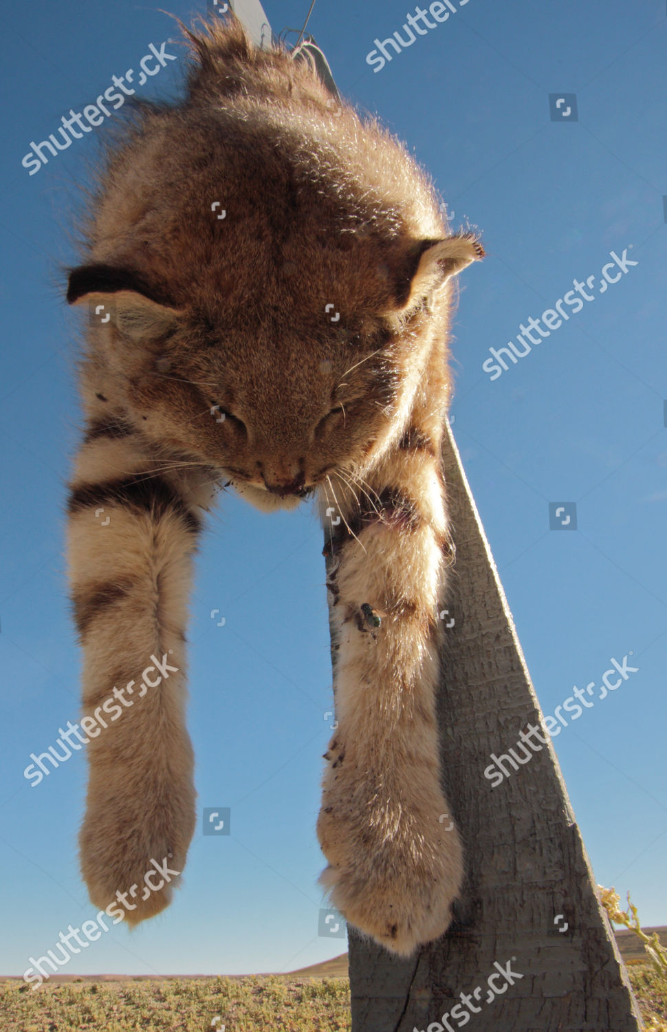 Pampas Cat Leopardus Pajeros Dead Adult Editorial Stock Photo - Stock ...