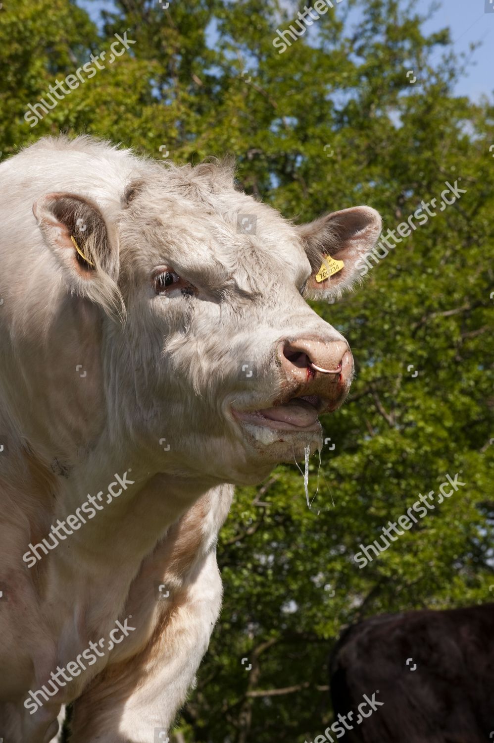 Domestic Cattle Charolais Bull Bellowing England Editorial Stock Photo ...