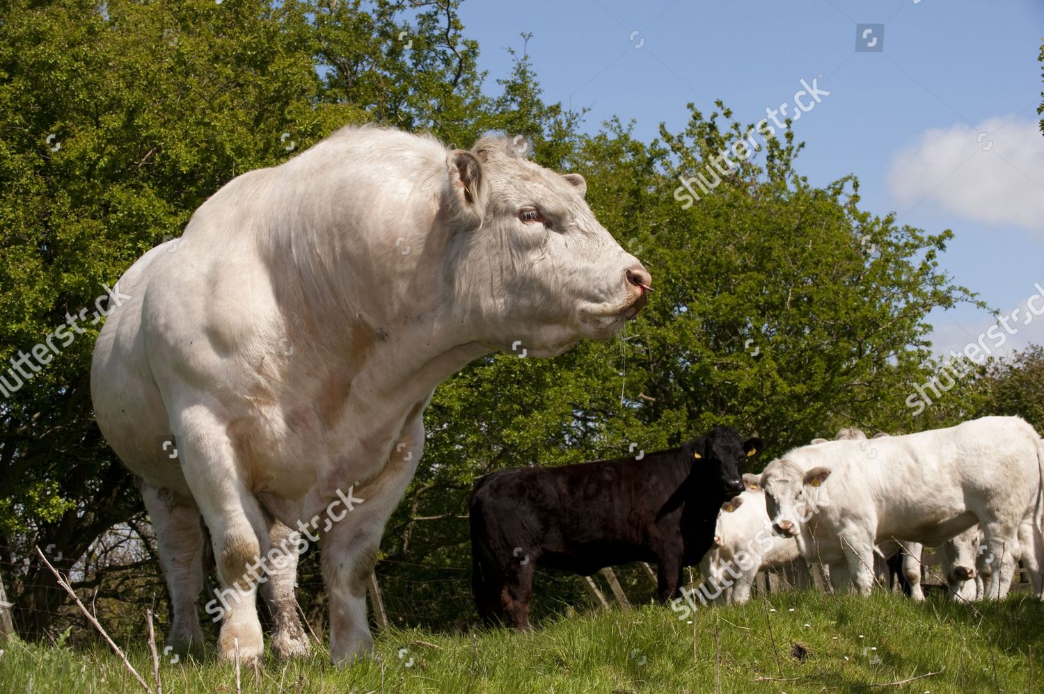Domestic Cattle Charolais Bull Bellowing Standing Editorial Stock Photo ...