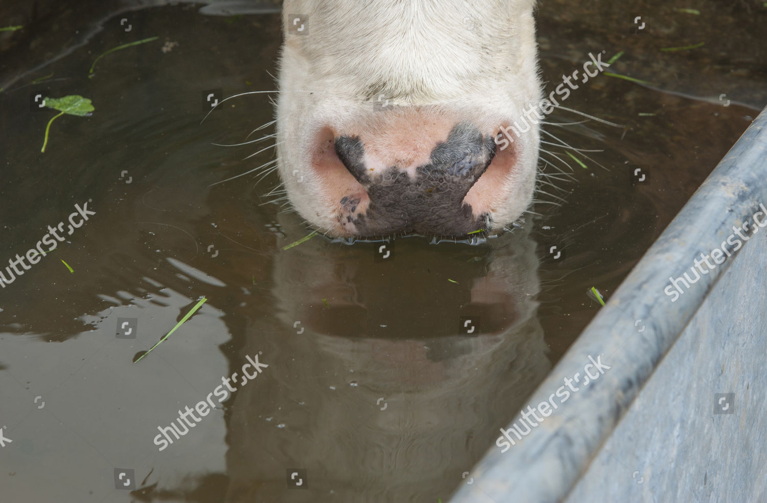 Domestic Cattle Holstein Dairy Cow Muzzle Editorial Stock Photo - Stock ...