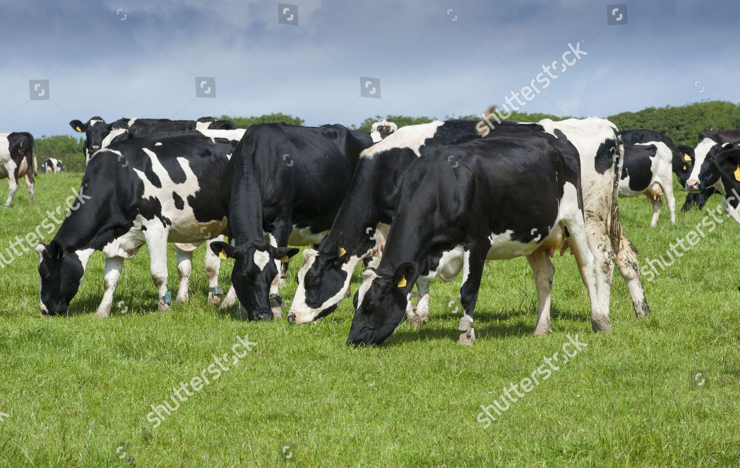 Domestic Cattle Holstein Friesian Type Dairy Editorial Stock Photo ...
