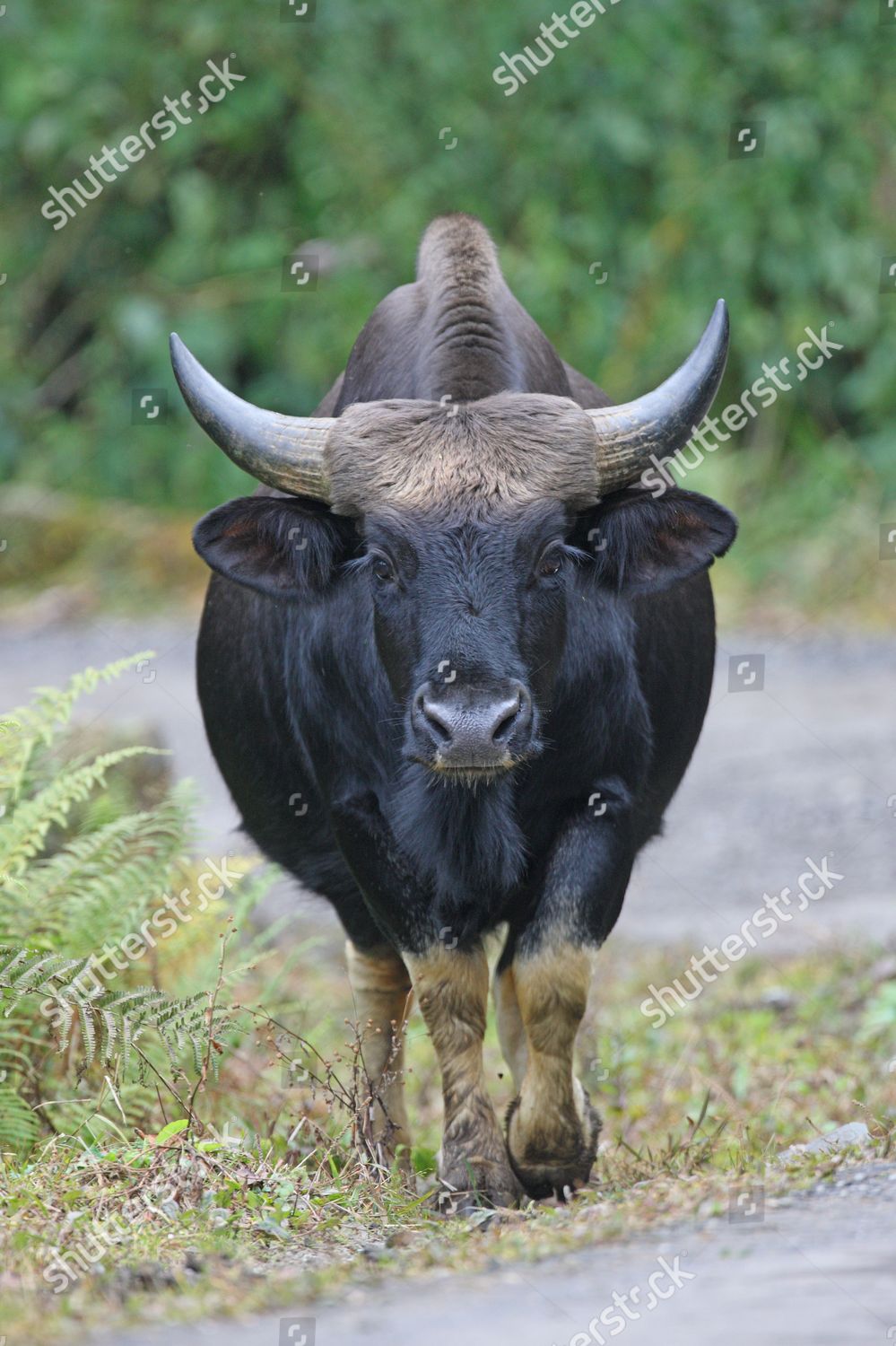 Gayal Bos Frontalis Adult Domesticated Gaur Editorial Stock Photo ...