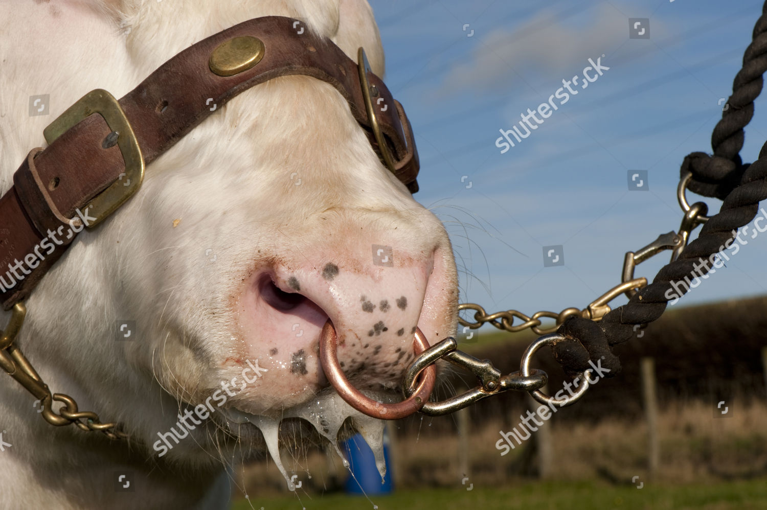 Domestic Cattle British Blue Bull Nose Editorial Stock Photo - Stock ...