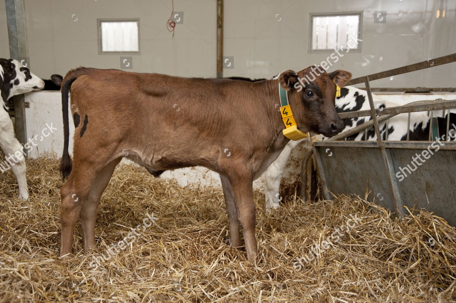 Domestic Cattle Wagyu Sired Holstein Cross Editorial Stock Photo ...