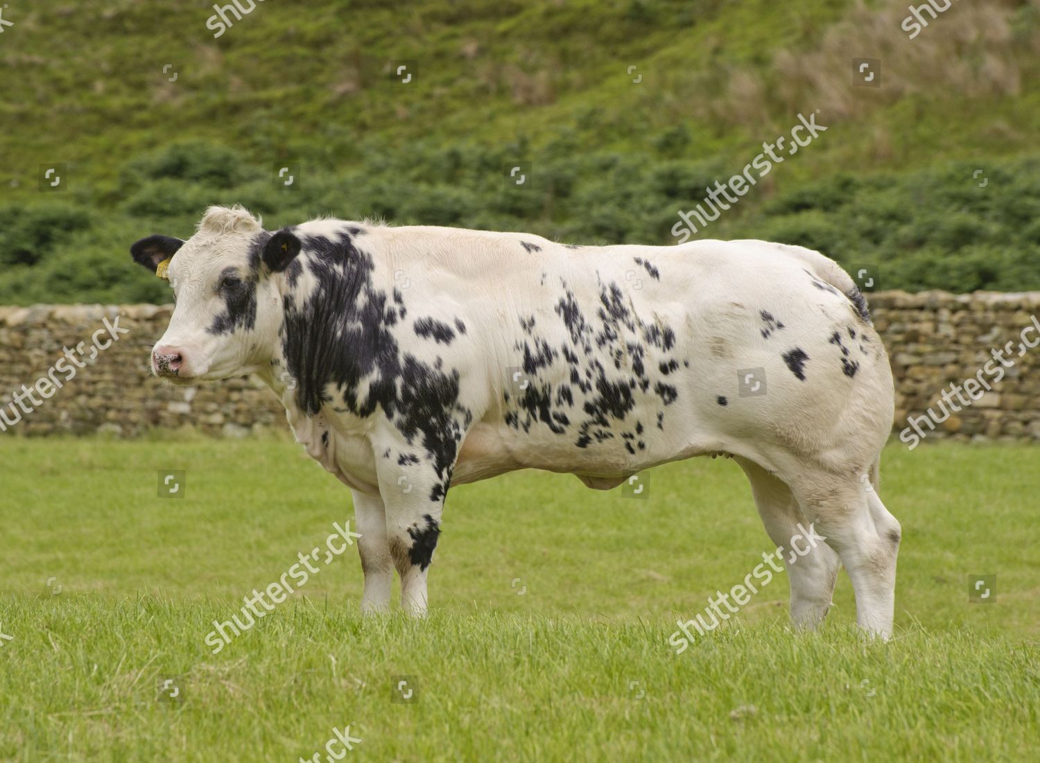 Domestic Cattle British Blue Heifer Standing Editorial Stock Photo ...