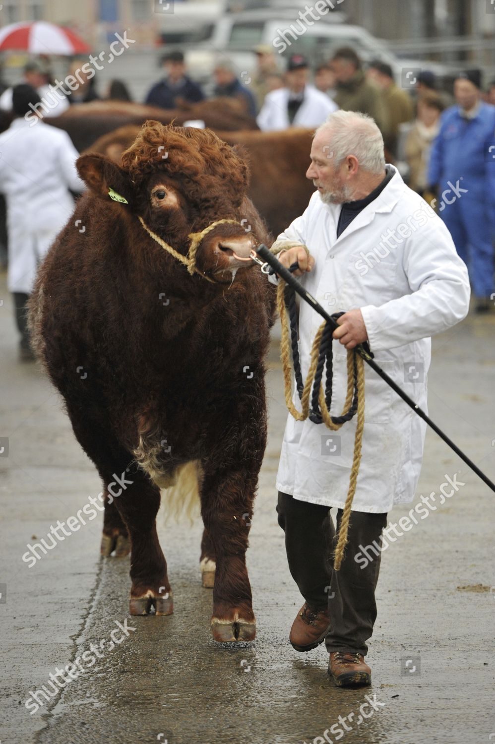 Domestic Cattle Luing Bull Being Paraded Editorial Stock Photo - Stock ...