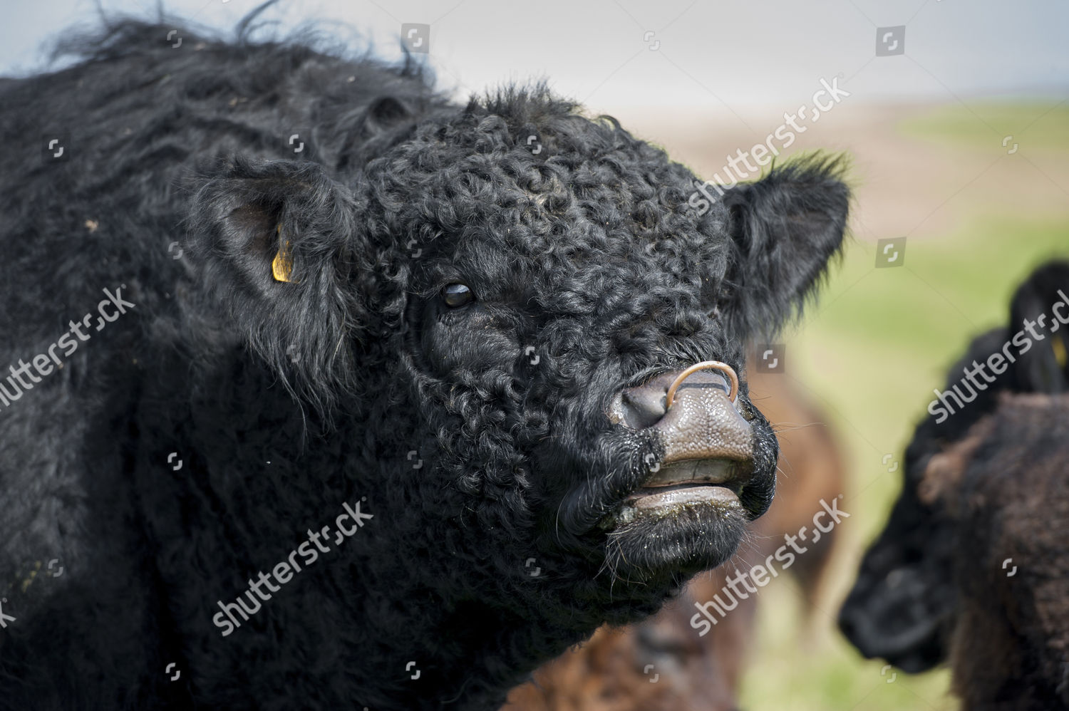 Domestic Cattle Galloway Bull Flehmen Bride Editorial Stock Photo ...
