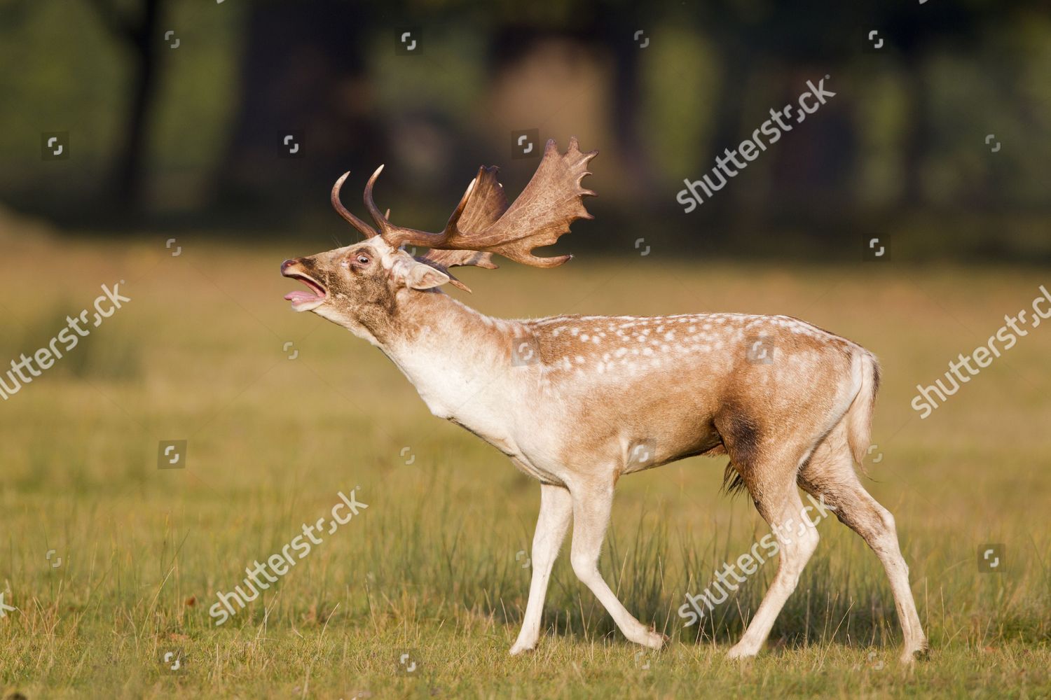 Fallow Deer Dama Dama Buck Roaring Editorial Stock Photo - Stock Image ...