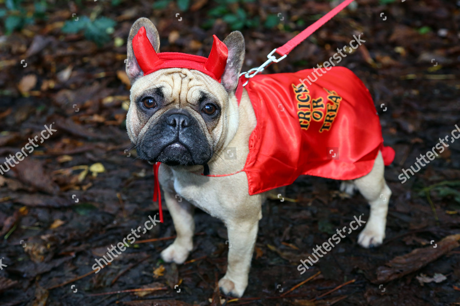 Buffy French Bulldog Dressed Demon Costume Editorial Stock Photo ...