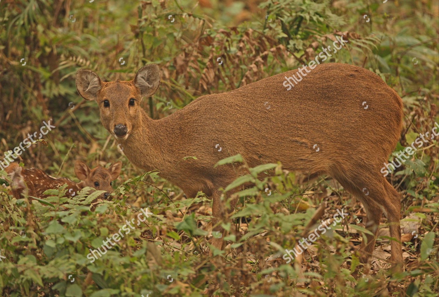 Hog Deer Axis Porcinus Porcinus Adult Editorial Stock Photo - Stock ...