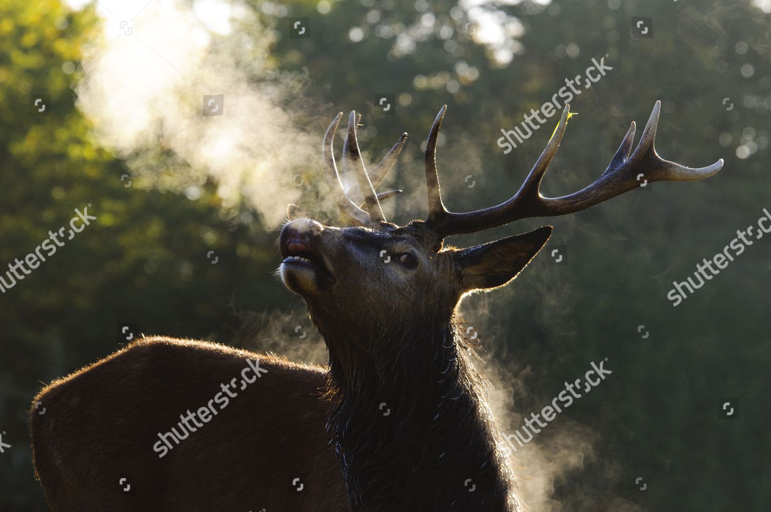 Red Deer Cervus Elaphus Stag Flehmen Editorial Stock Photo - Stock ...