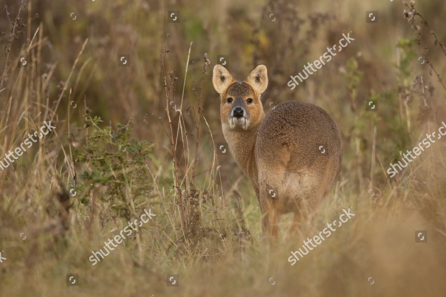 Chinese Water Deer Hydropotes Inermis Introduced Editorial Stock Photo ...