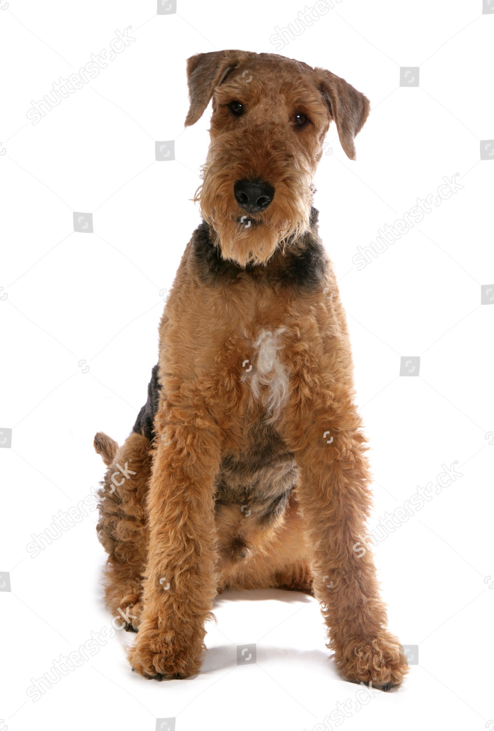 Domestic Dog Airedale Terrier Adult Male Editorial Stock Photo - Stock ...
