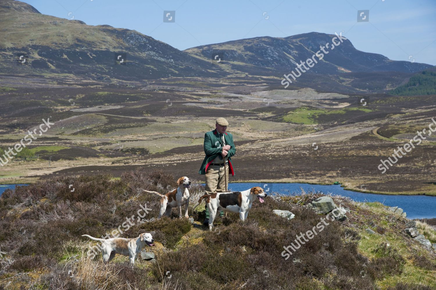 Domestic Dog Foxhound Foot Pack Huntsman Editorial Stock Photo - Stock ...