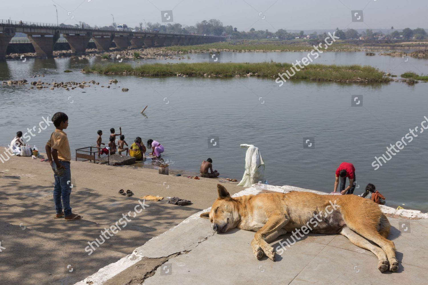 Domestic Dog Pariah Dog Adult Female Editorial Stock Photo - Stock ...