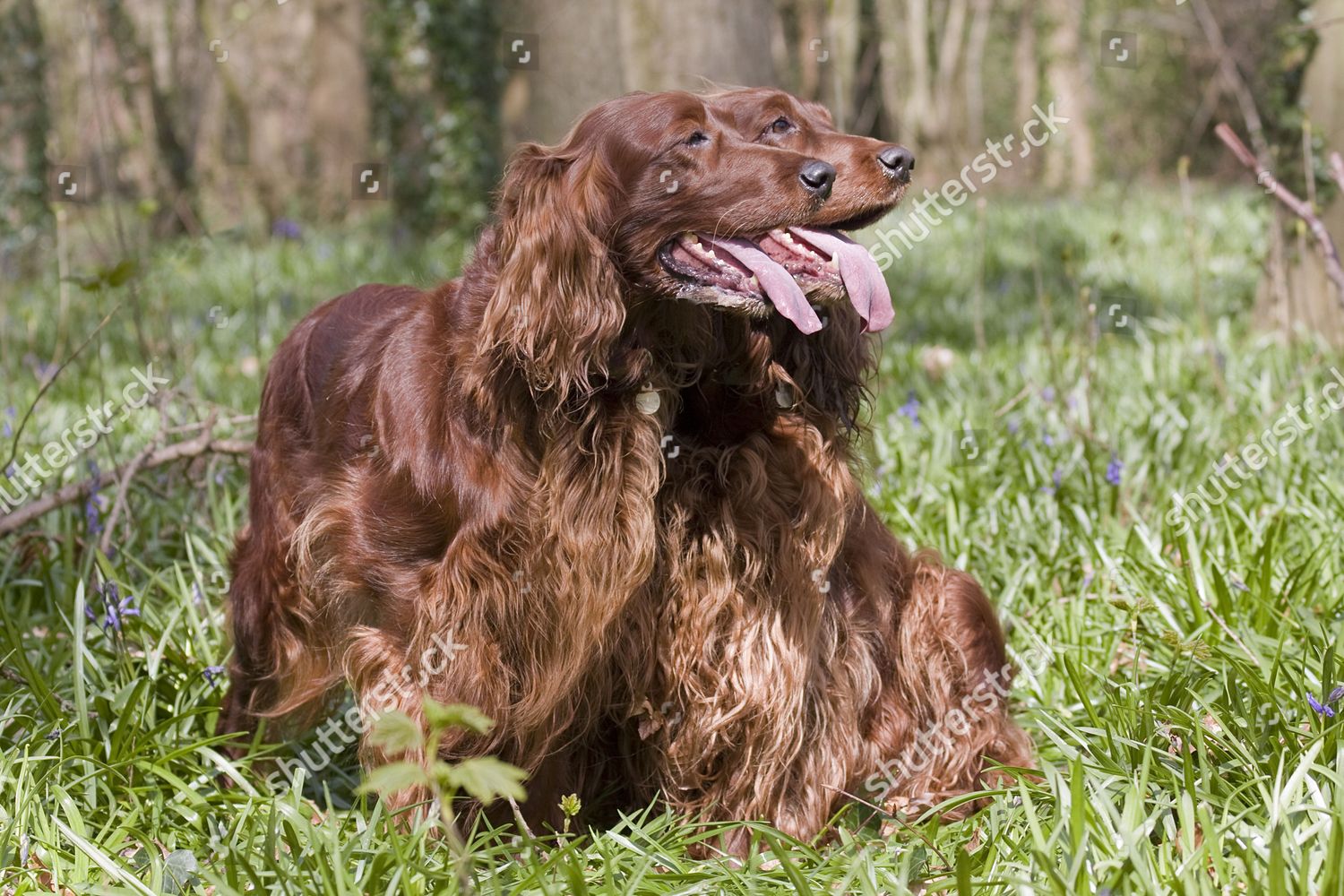 Domestic Dog Irish Setter Two Adults Editorial Stock Photo - Stock ...