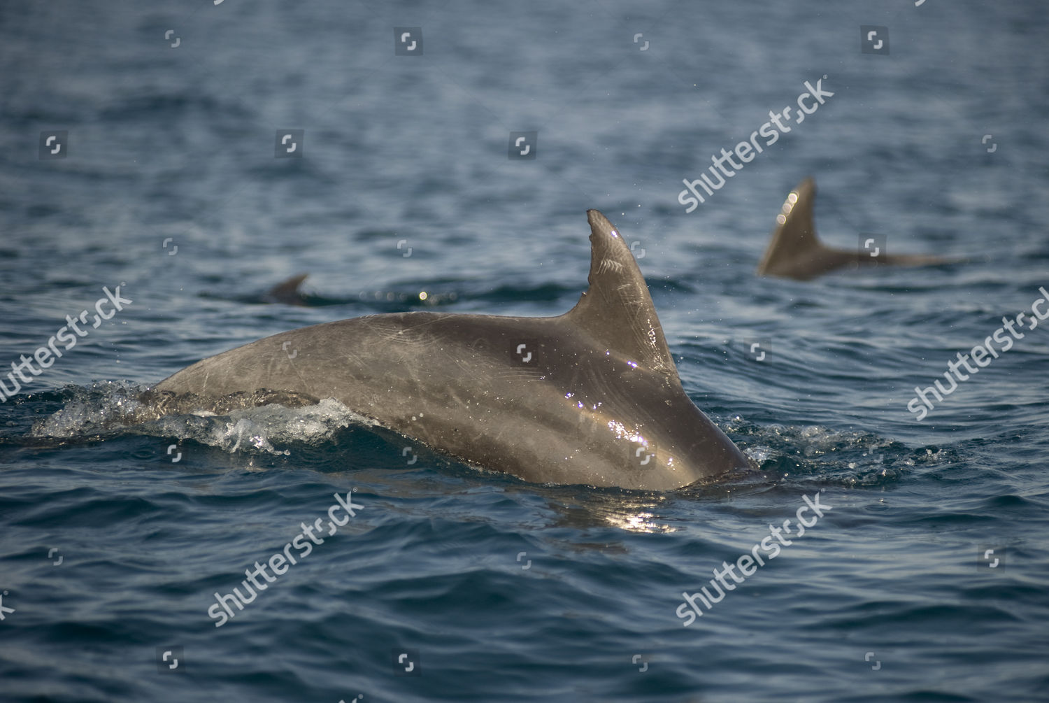 Longbeaked Common Dolphin Delphinus Capensis Adult Editorial Stock ...