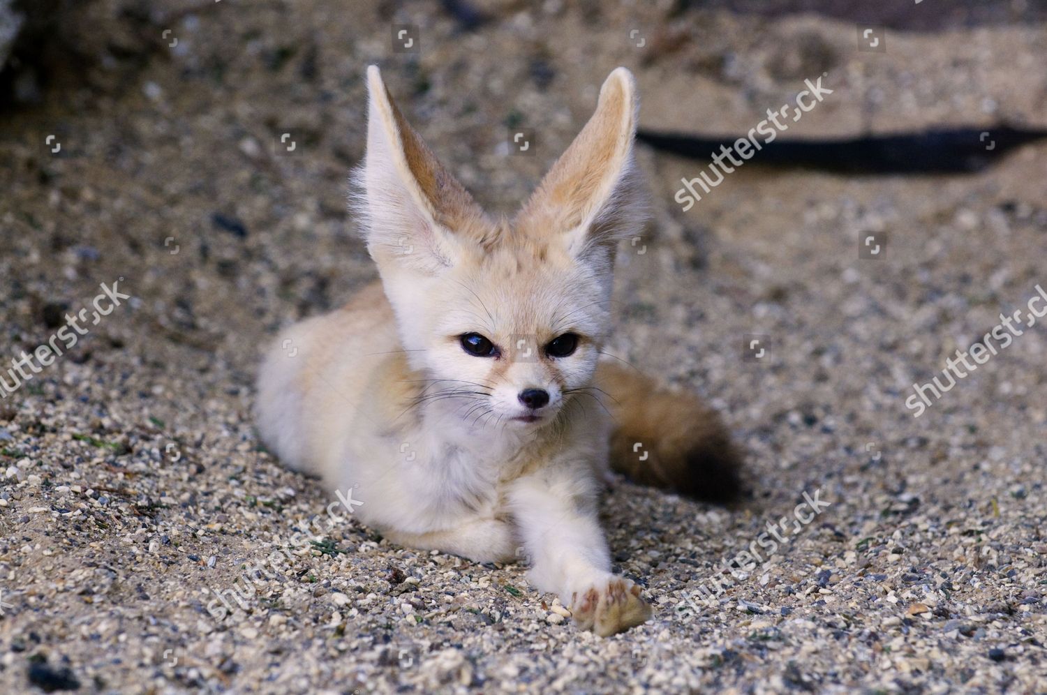 Fennec Fox Vulpes Zerda Adult Resting Editorial Stock Photo - Stock ...