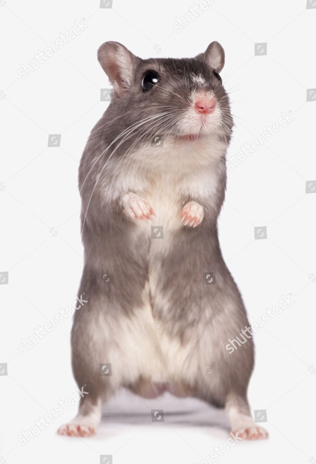Domestic Gerbil Adult Standing On Hind Editorial Stock Photo - Stock ...