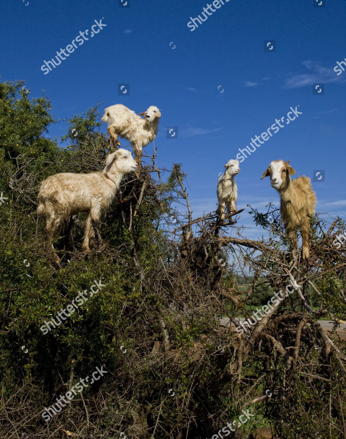 Domestic Goat Flock Browsing Argan Argania Editorial Stock Photo ...