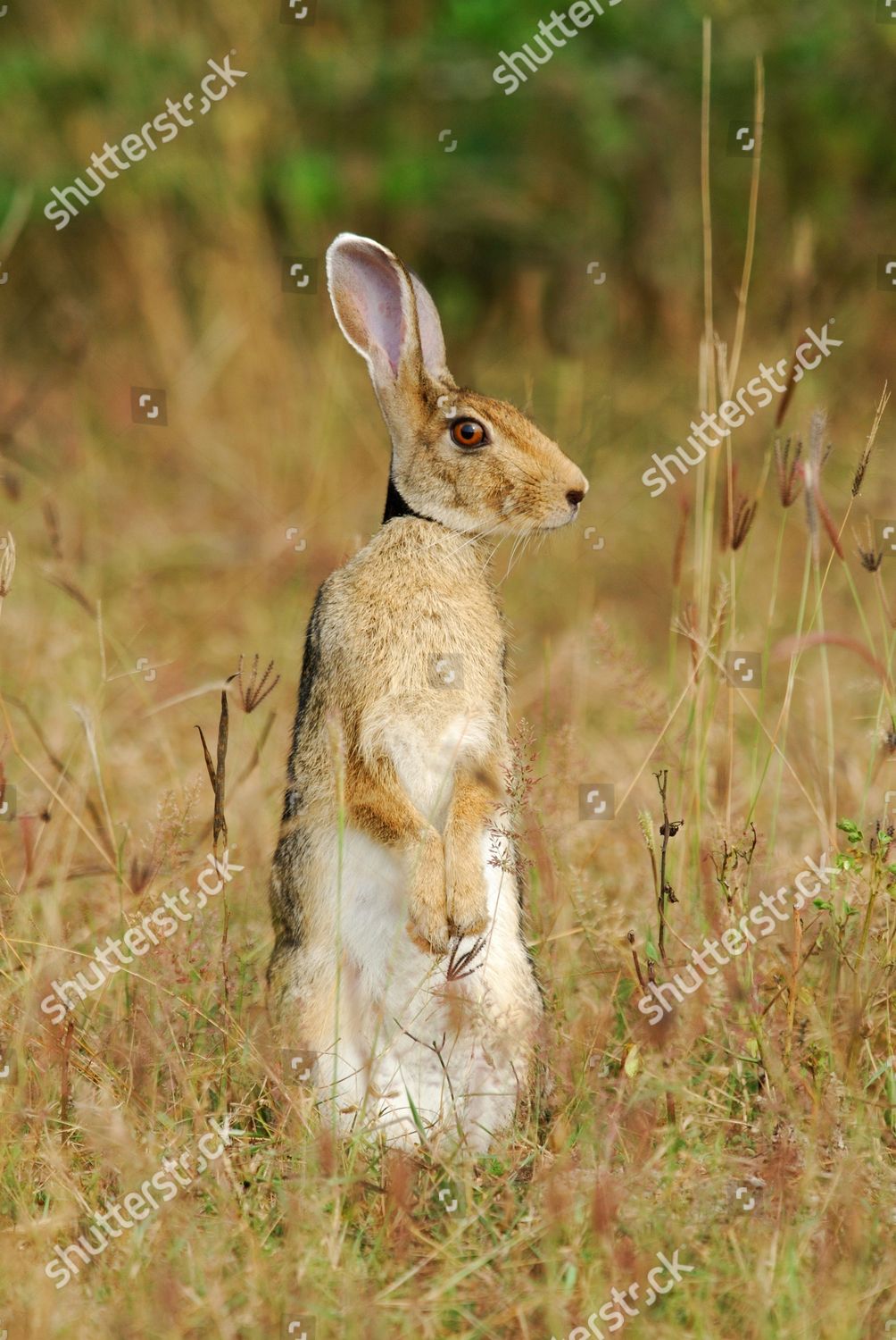 Indian Hare Lepus Nigricollis Adult Alert Editorial Stock Photo - Stock ...
