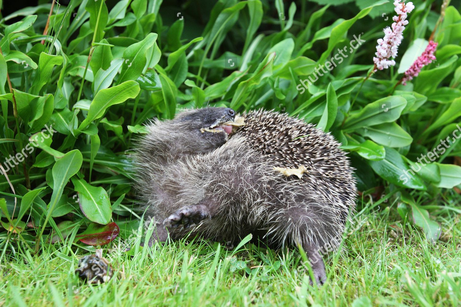 European Hedgehog Erinaceus Europaeus Young Anointing Editorial Stock ...