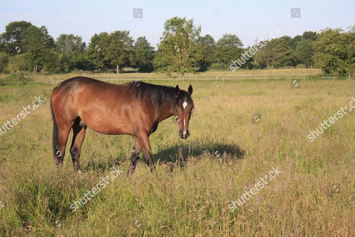 Horse Stallion Grazing Paddock Long Grass Editorial Stock Photo - Stock ...