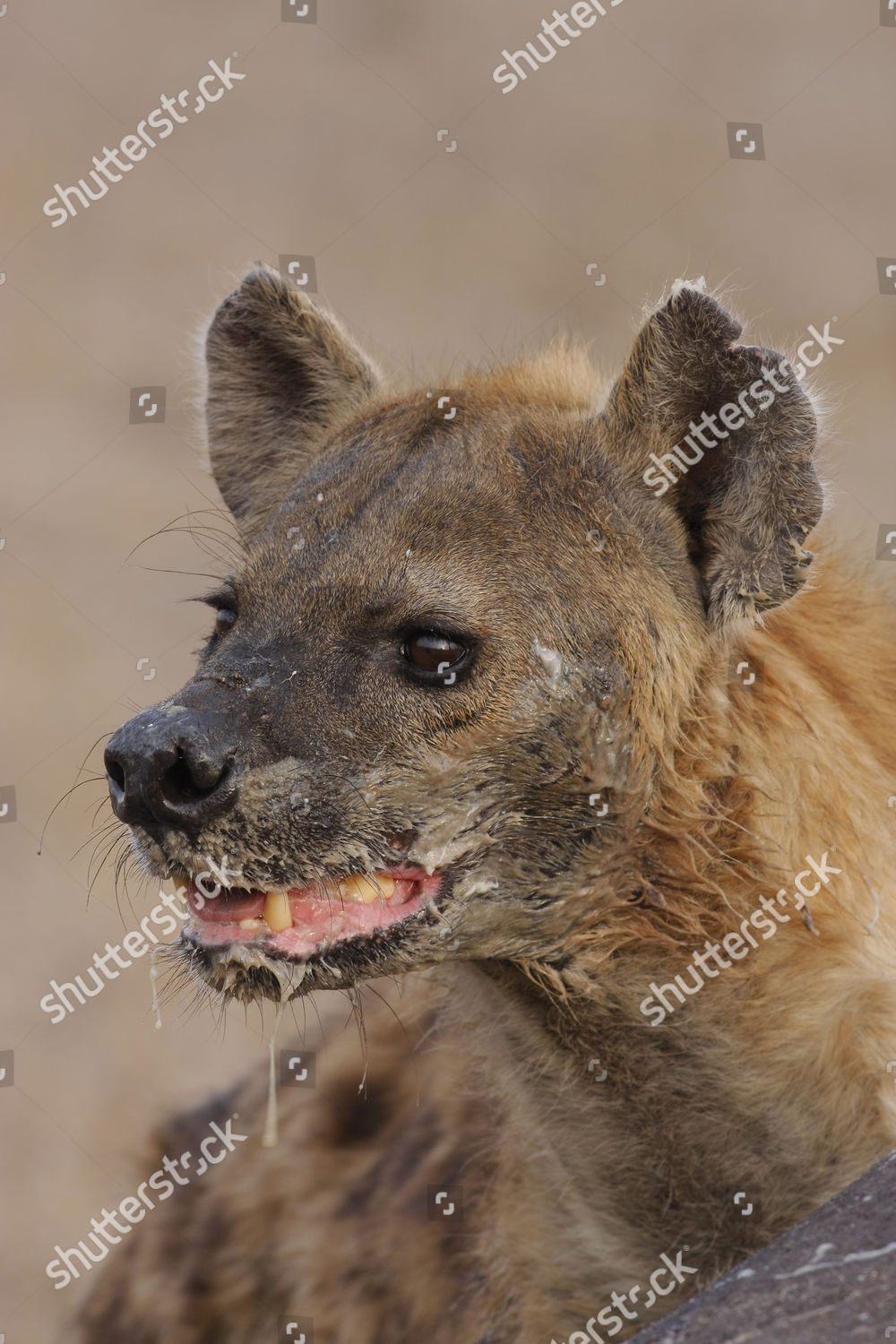 Spotted Hyena Crocuta Crocuta Adult Salivating Editorial Stock Photo ...