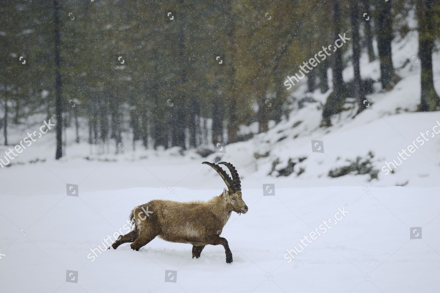 Alpine Ibex Capra Ibex Adult Male Editorial Stock Photo - Stock Image ...