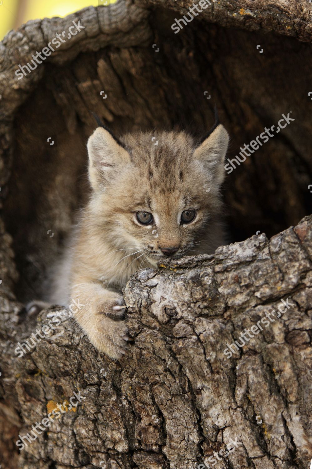 Canadian Lynx Lynx Canadensis Eightweeks Old Editorial Stock Photo ...