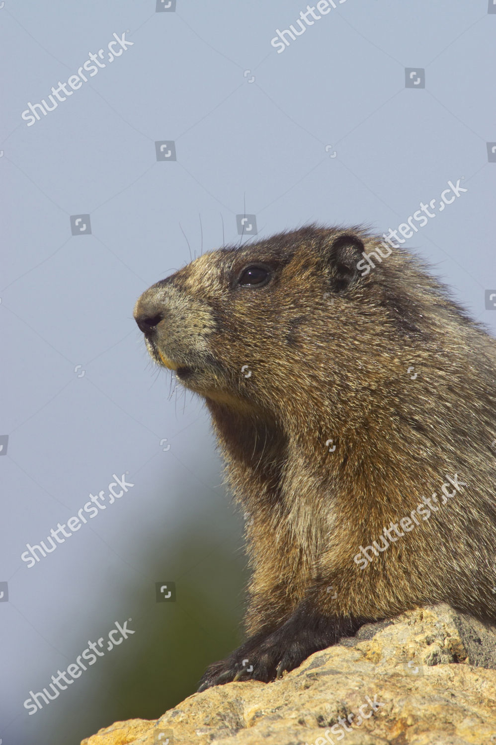 Hoary Marmot Marmota Caligata Adult Head Editorial Stock Photo - Stock ...