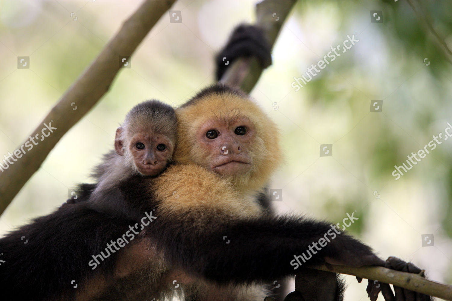 Whitethroated Capuchin Cebus Capucinus Adult Female Editorial Stock ...