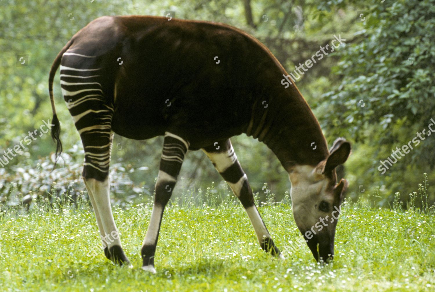 Okapi Okapia Johnstoni Adult Grazing Captive Editorial Stock Photo ...