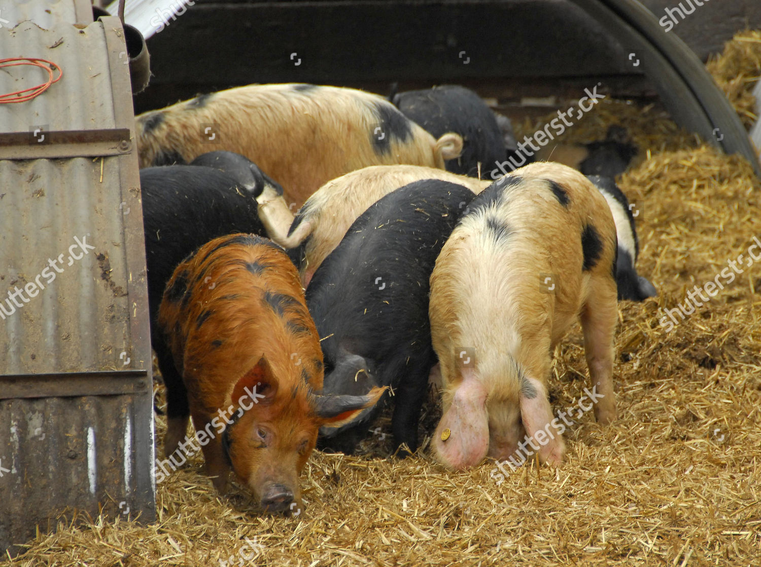 Domestic Pig Boar Porkers Rooting Straw Editorial Stock Photo - Stock ...