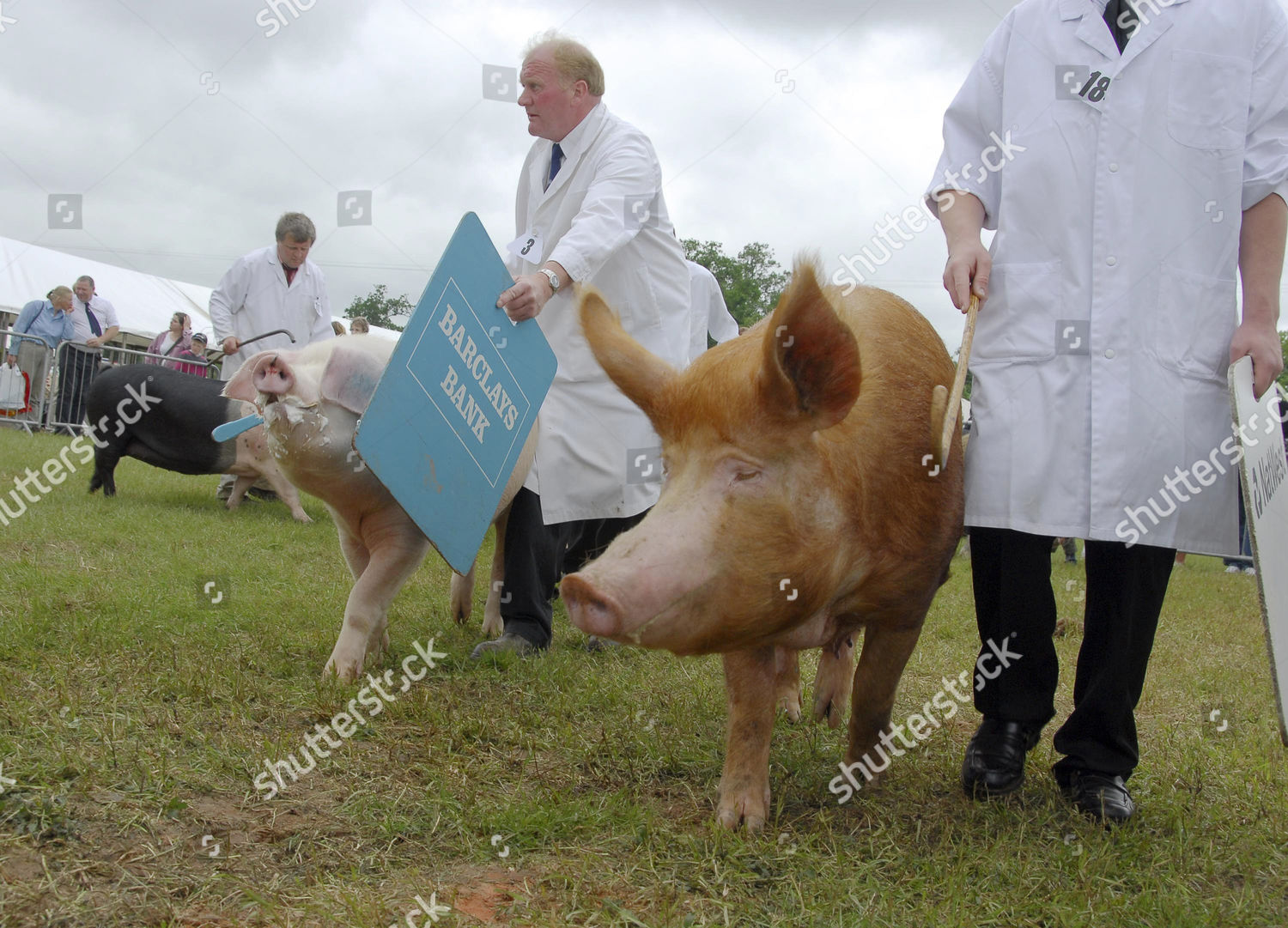 Domestic Pig Owners Pigs Show Ring Editorial Stock Photo - Stock Image ...