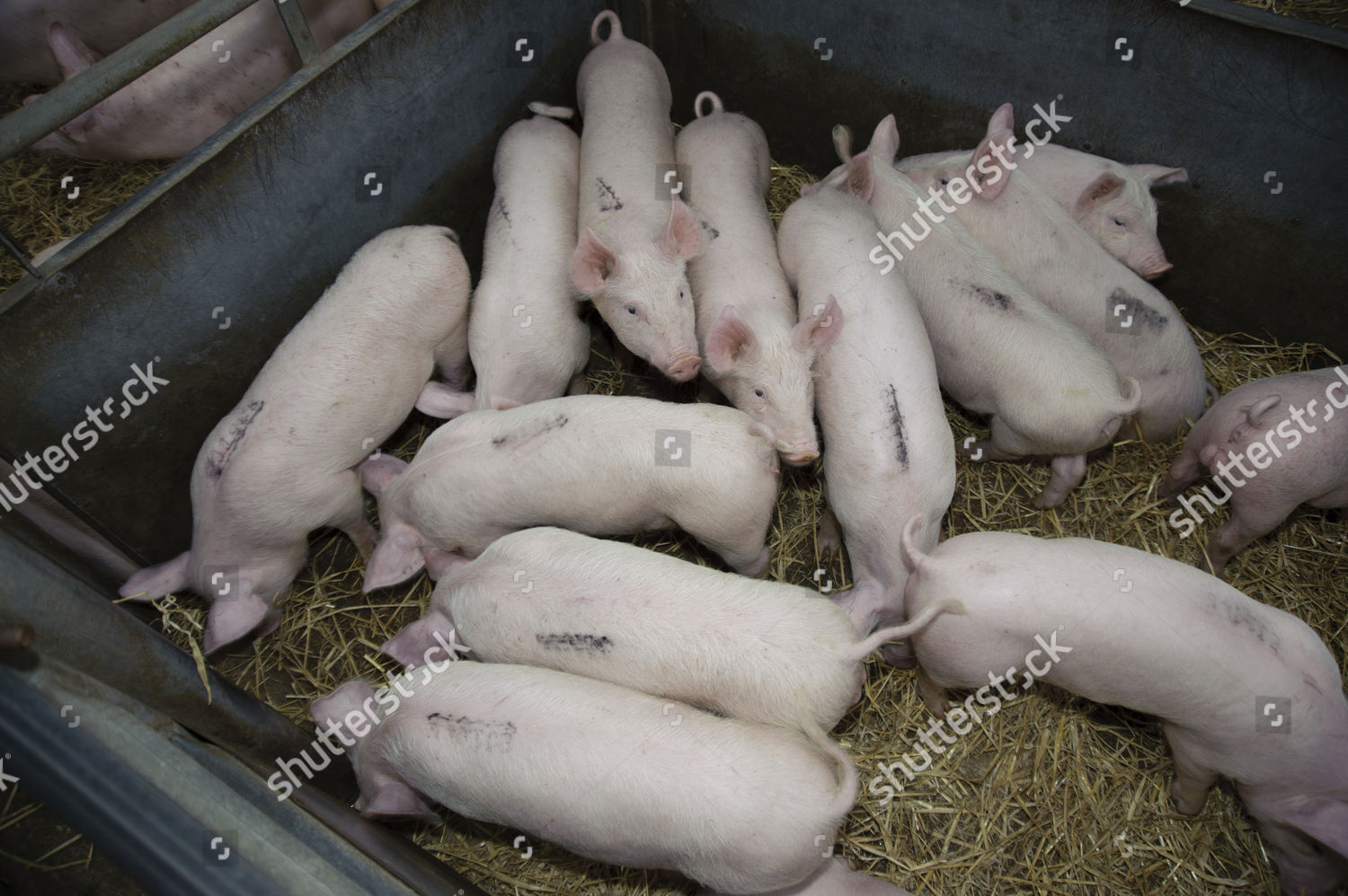 Domestic Pig Piglets Slap Marks Market Editorial Stock Photo - Stock ...