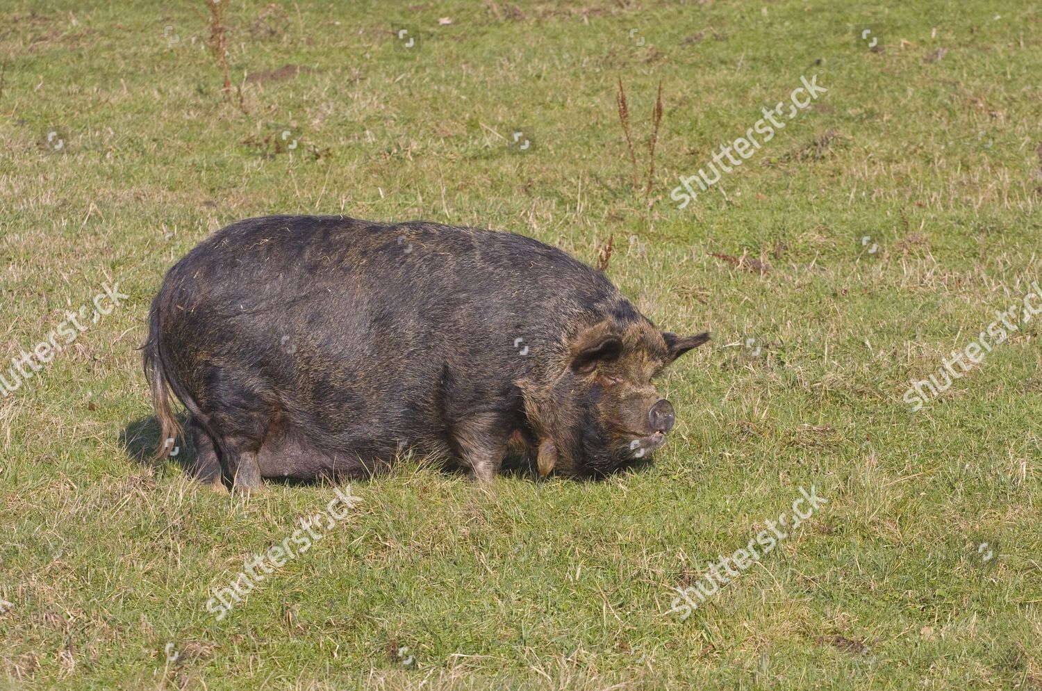 Domestic Pig Potbellied Pig Adult Female Editorial Stock Photo - Stock ...