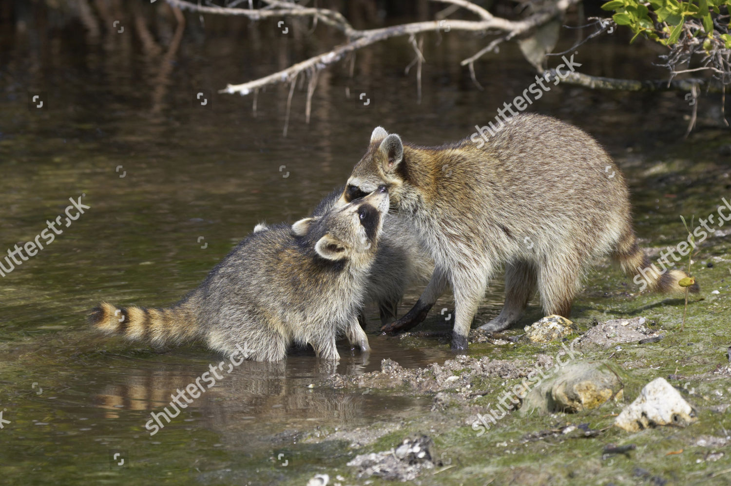 Common Raccoon Procyon Lotor Adult Female Editorial Stock Photo - Stock ...
