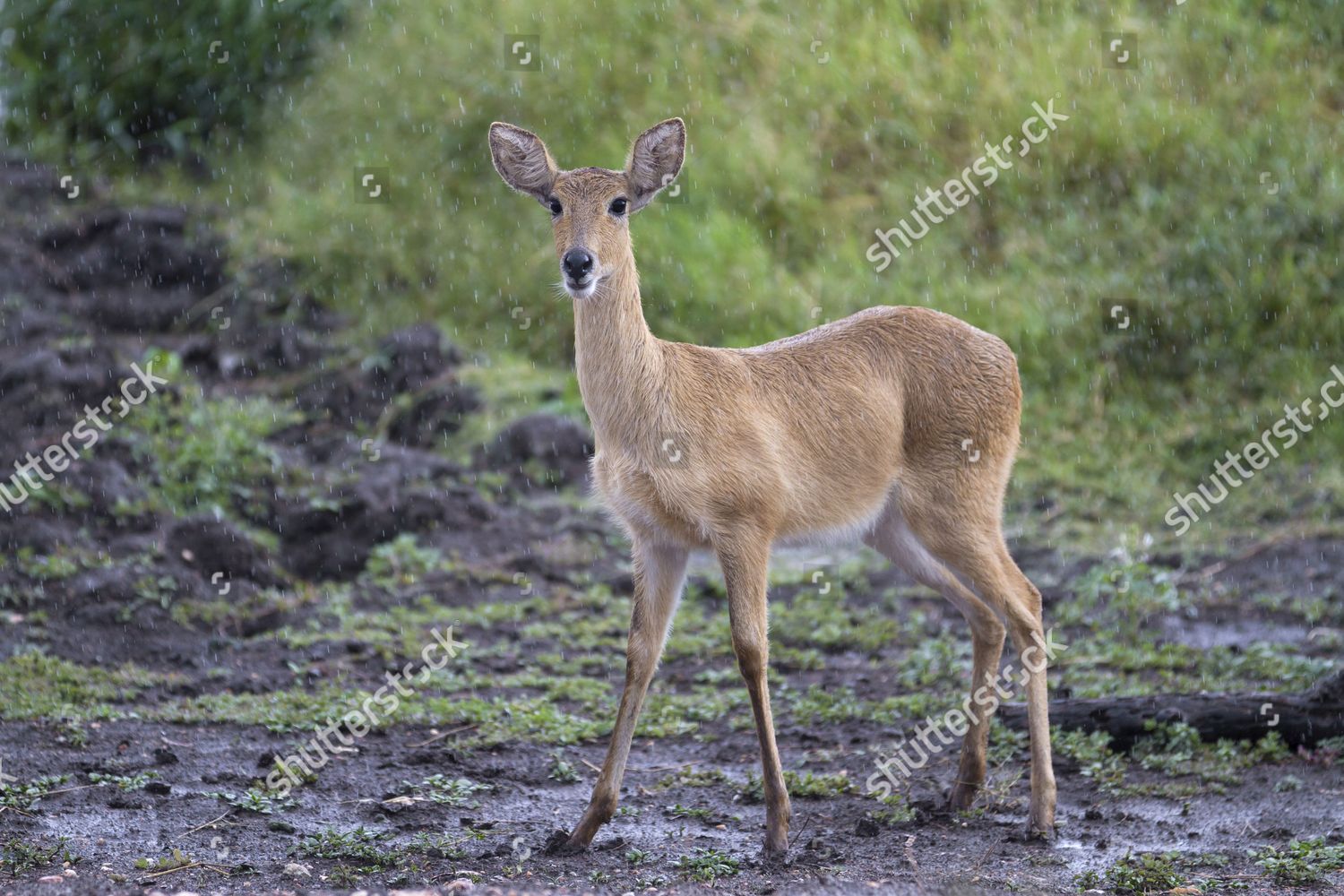 Bohor Reedbuck Redunca Redunca Adult Female Editorial Stock Photo ...