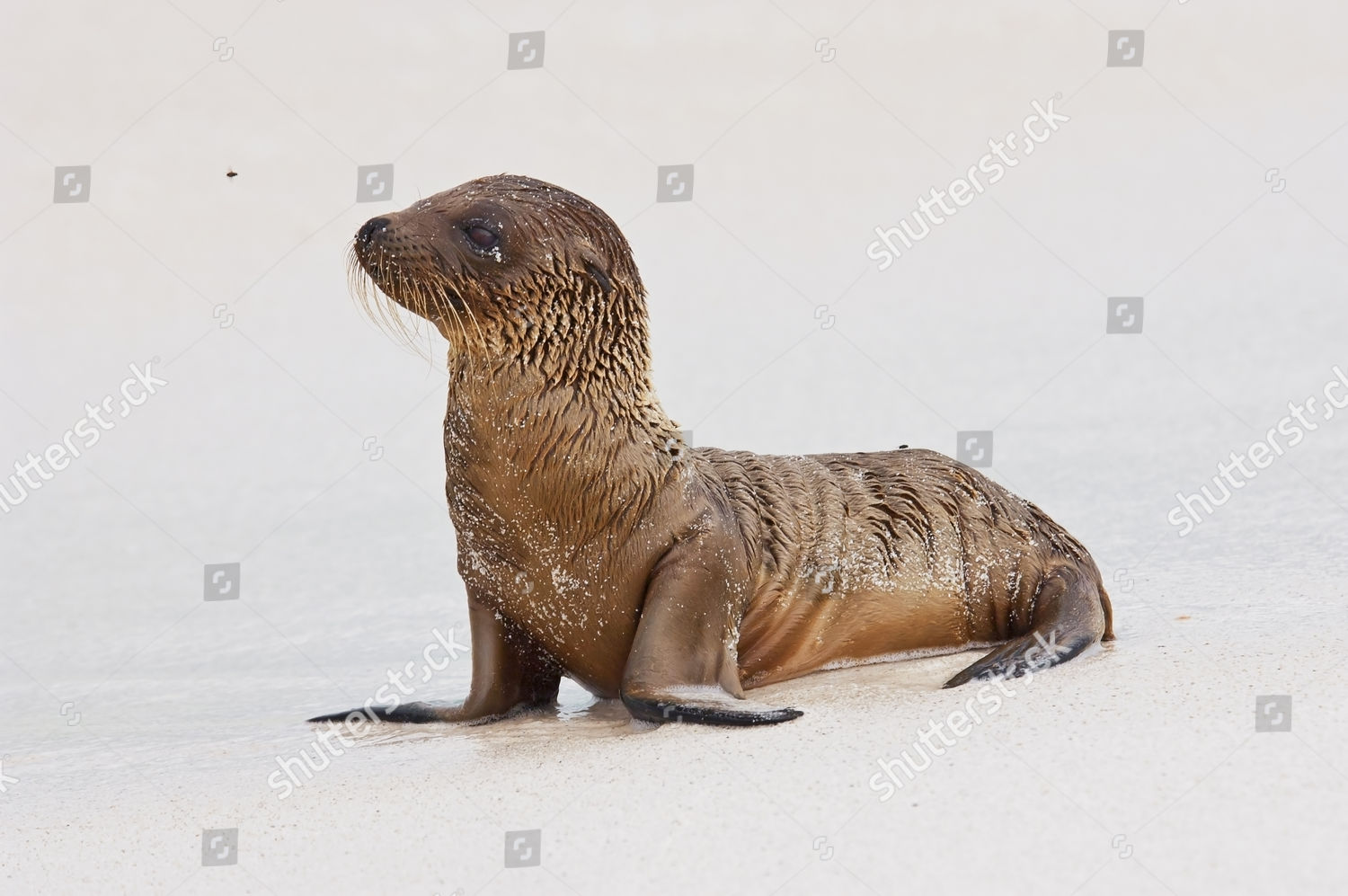 Galapagos Sealion Zalophus Califonianus Wollebaeki Pup Editorial Stock ...