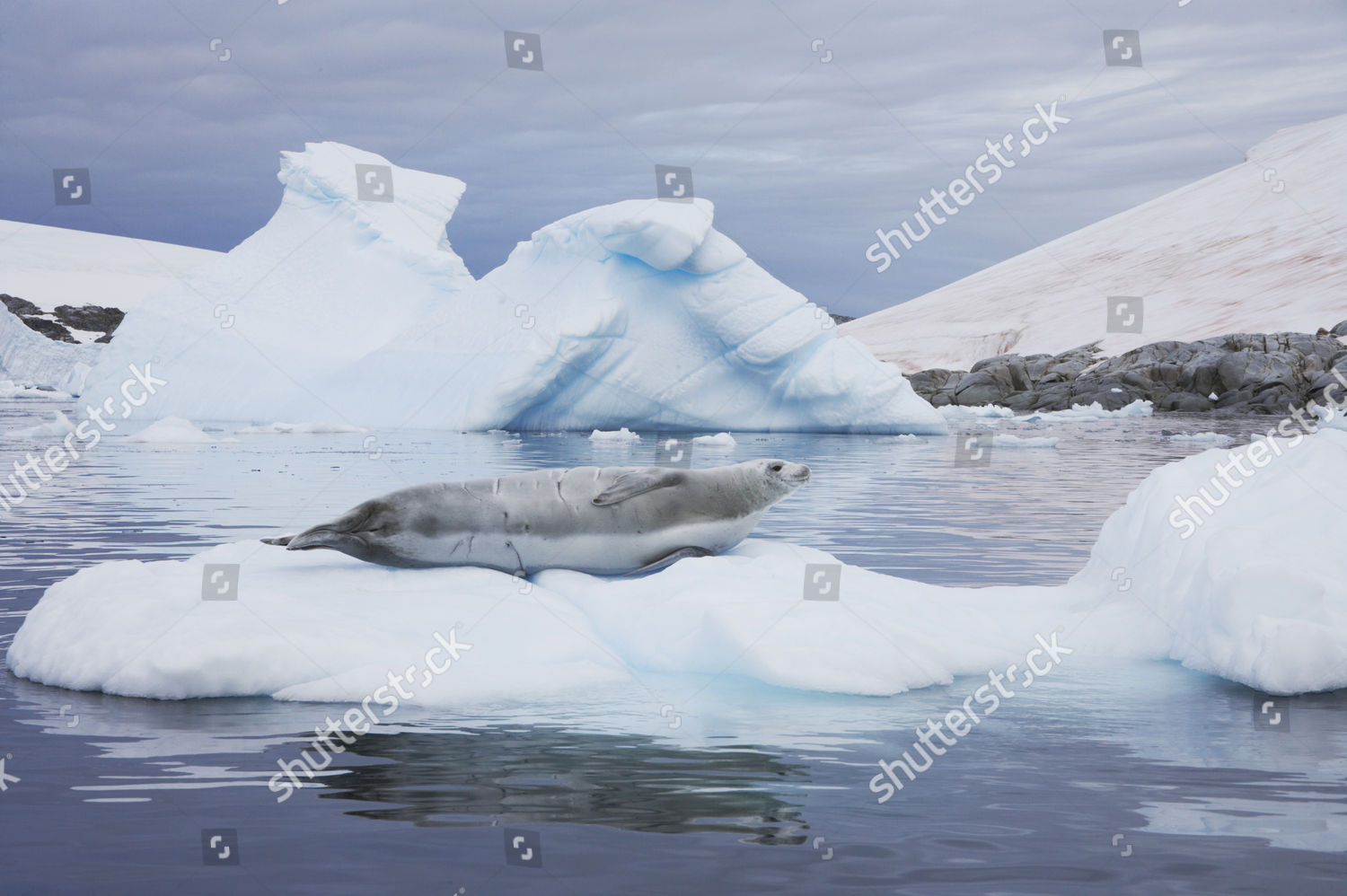 Crabeater Seal Lobodon Carcinophagus Adult Resting Editorial Stock ...