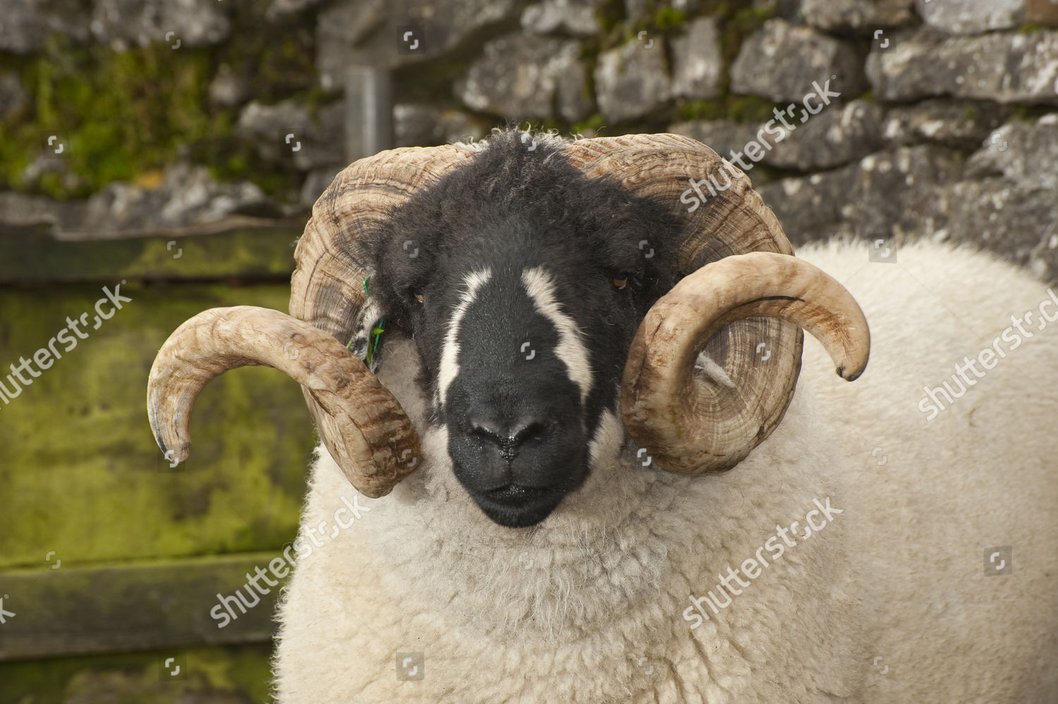 Domestic Sheep Lonk Ram Whitewell Lancashire Editorial Stock Photo ...