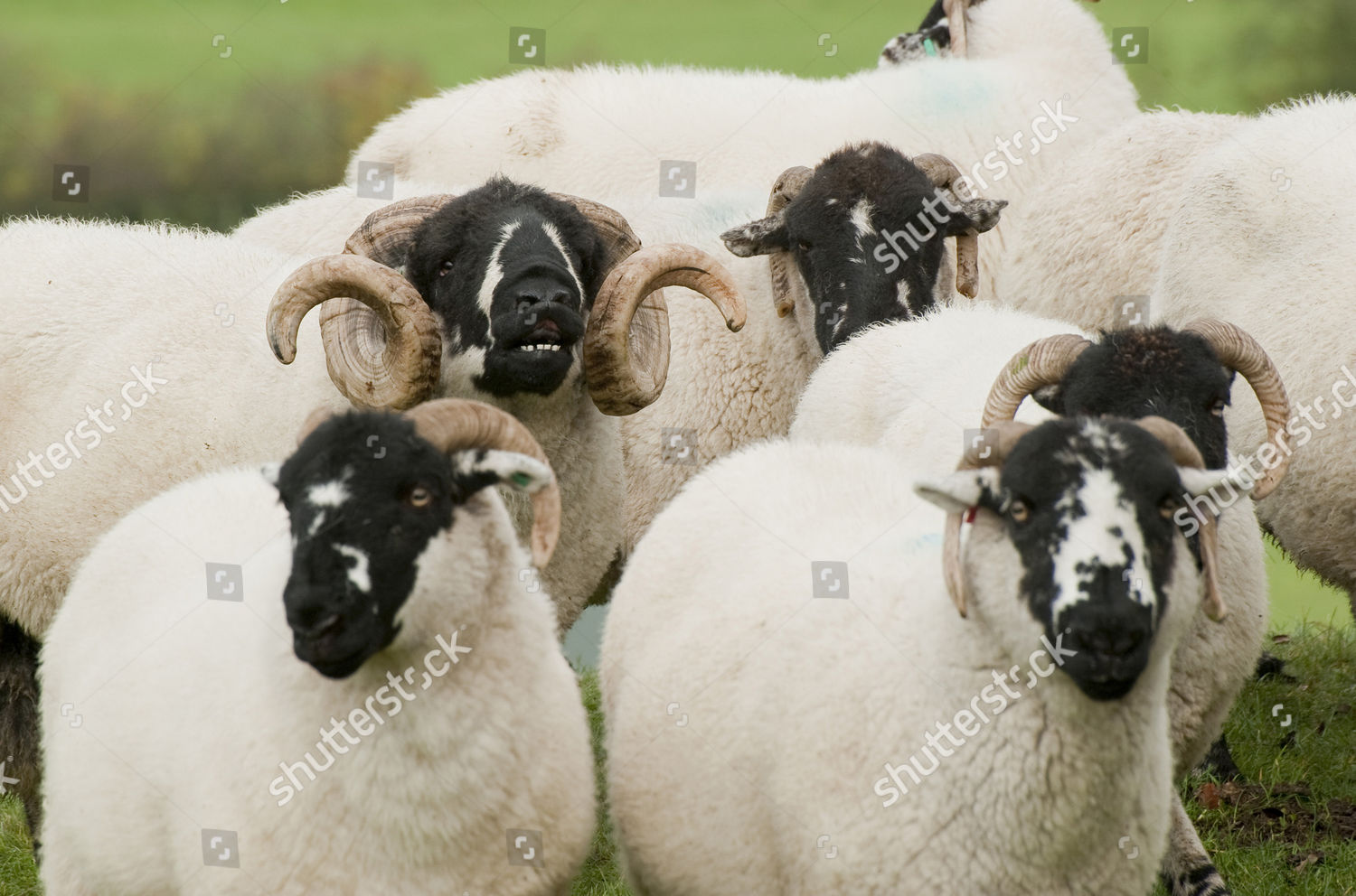Domestic Sheep Lonk Ram Flehmen Ewe Editorial Stock Photo - Stock Image ...