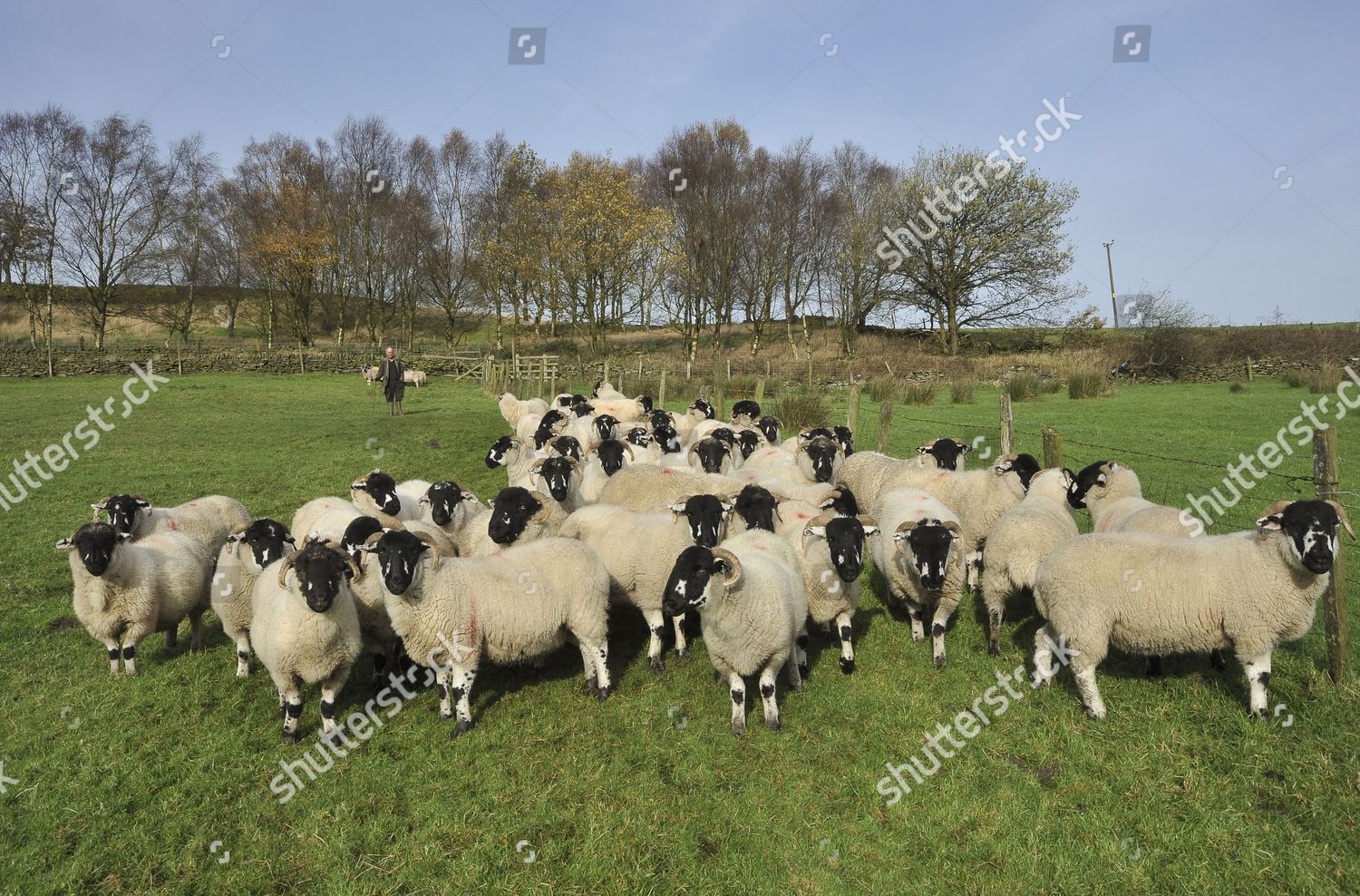 Domestic Sheep Lonk Ewes Flock Standing Editorial Stock Photo - Stock ...