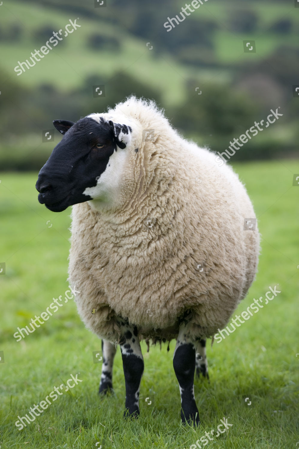 Domestic Sheep Beulah Speckled Face Ram Editorial Stock Photo - Stock ...