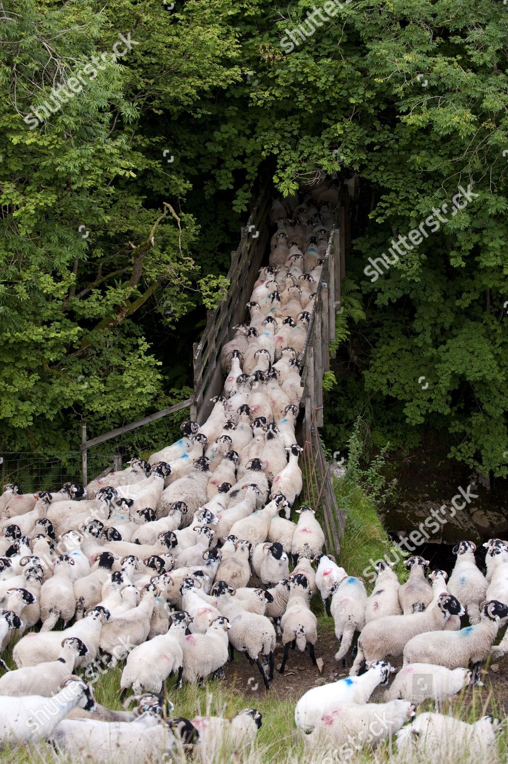 Domestic Sheep Swaledale Flock Crossing Bridge Editorial Stock Photo - Stock Image | Shutterstock