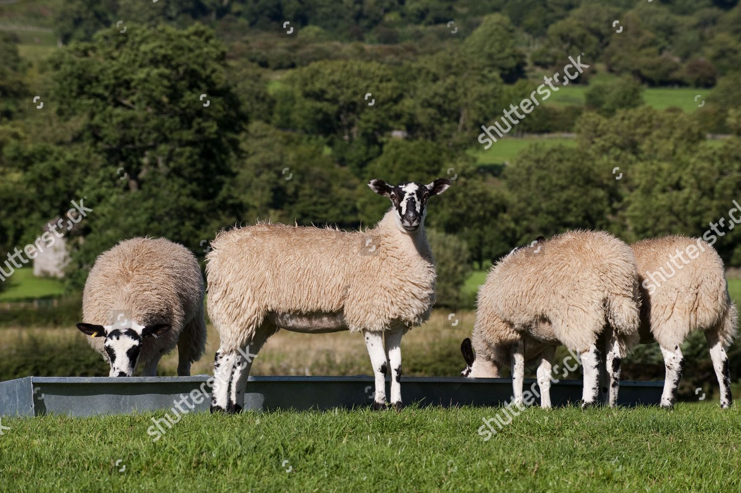 Domestic Sheep Mule Lambs Four Feeding Editorial Stock Photo - Stock ...