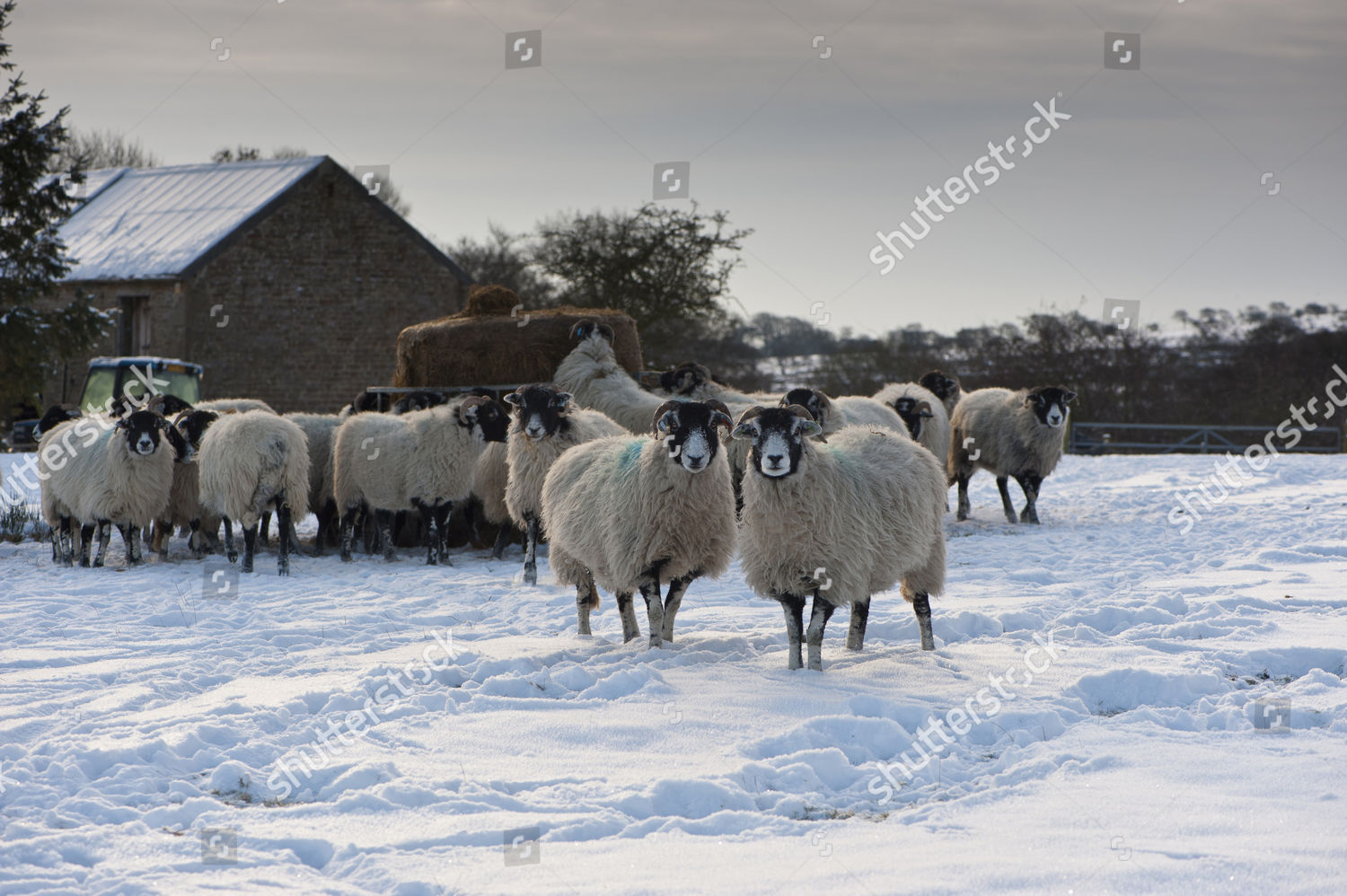 Domestic Sheep Swaledale Ewes Flock Standing Editorial Stock Photo - Stock Image | Shutterstock