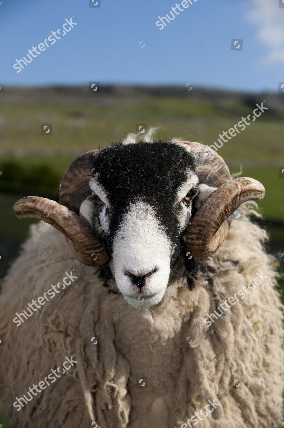 Domestic Sheep Swaledale Ram Pasture On Editorial Stock Photo - Stock Image | Shutterstock