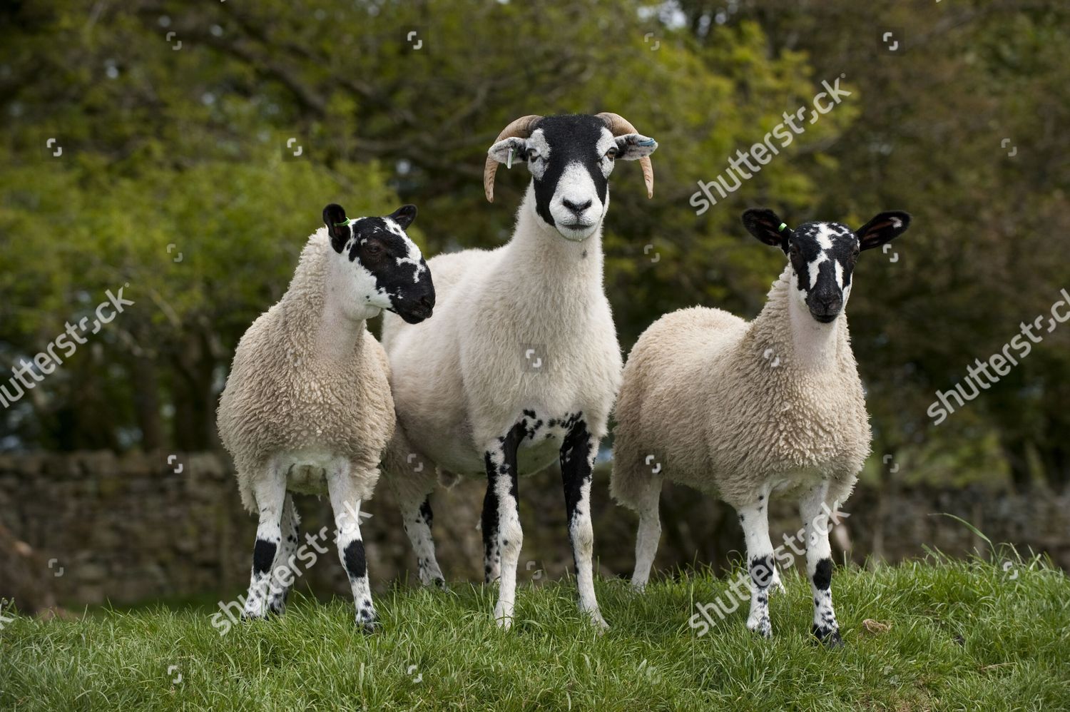 Domestic Sheep Swaledale Ewe Twin Mule Editorial Stock Photo - Stock Image | Shutterstock